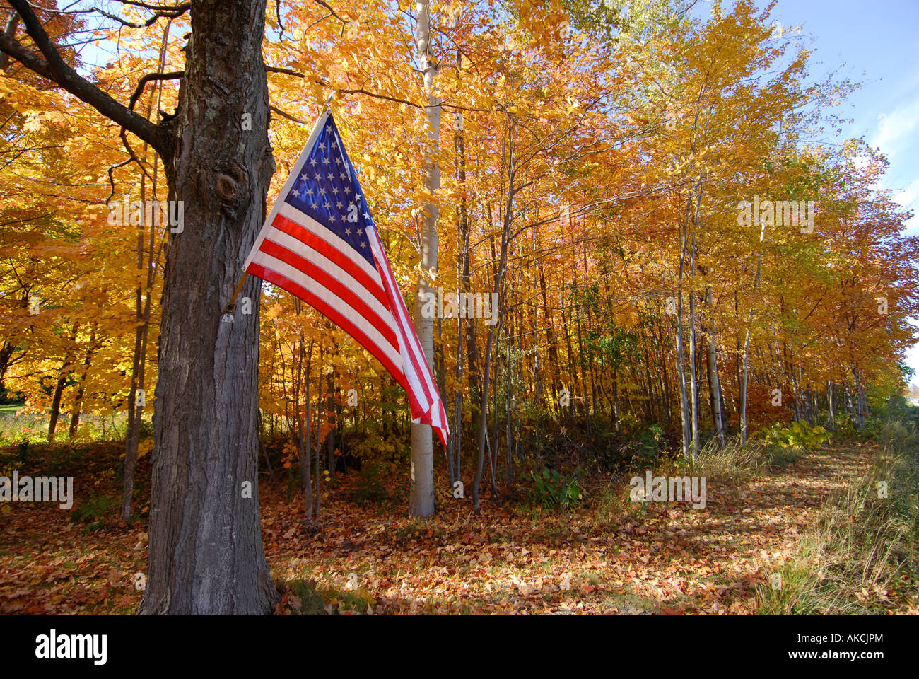 Scenic United States Flag hanging from a tree during fall colors in ...