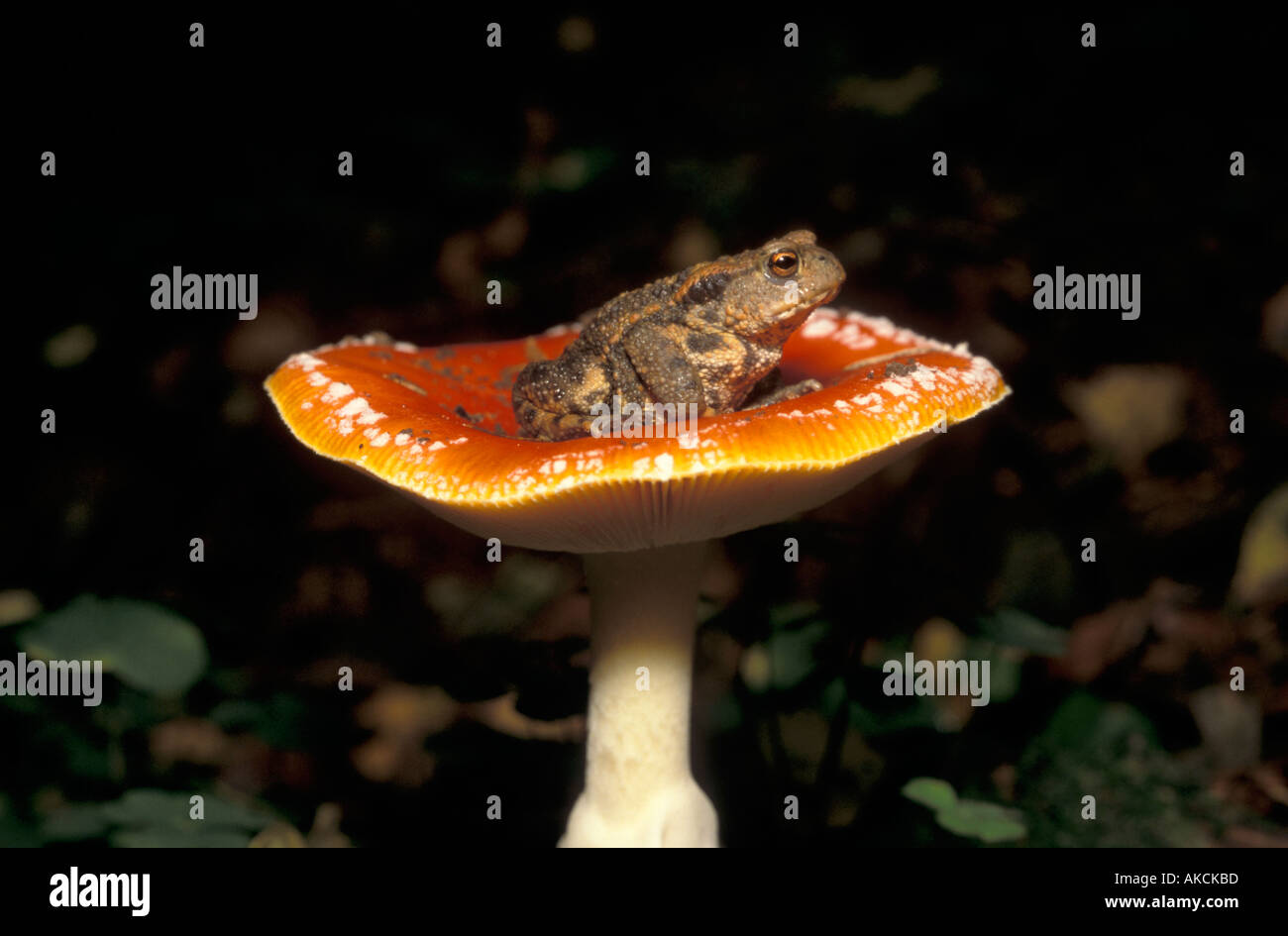 Common toad on fly agaric Stock Photo - Alamy