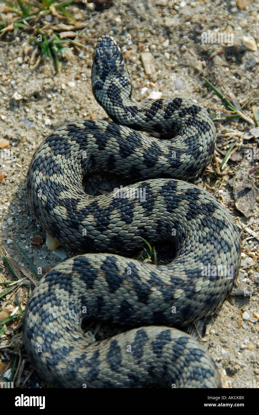 Adder bite hi-res stock photography and images - Alamy