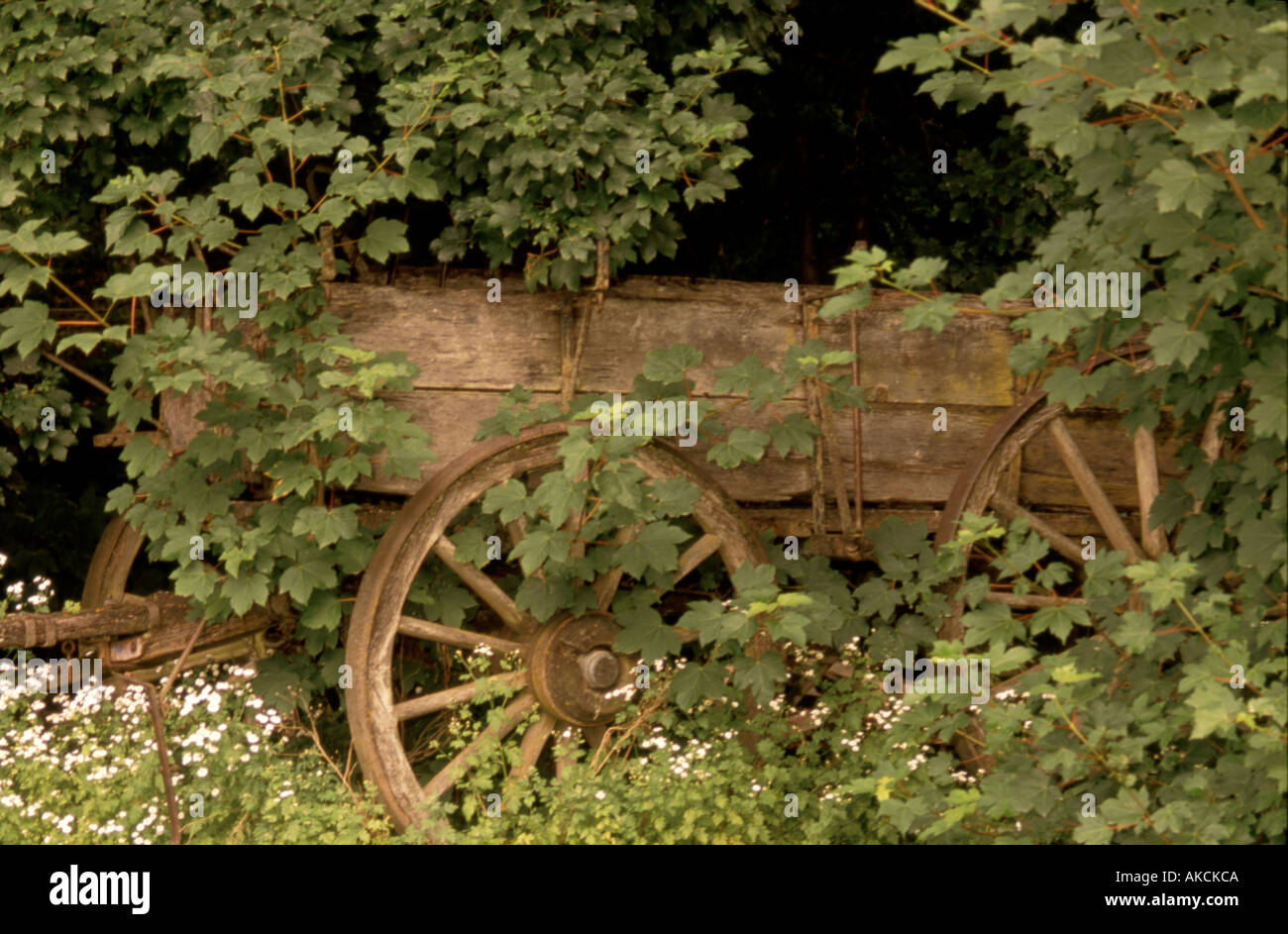 An old wooden horse drawn cart sits decaying in bush New Zealand Stock ...