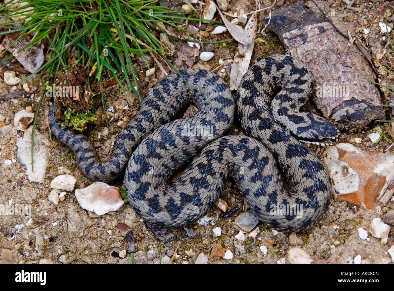 ADDER (Vipera berus) Male Stock Photo - Alamy