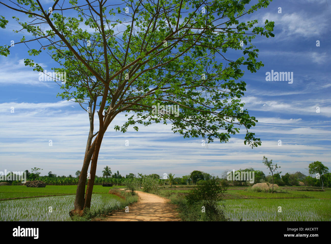 Paddy fields of karnataka hi-res stock photography and images - Alamy