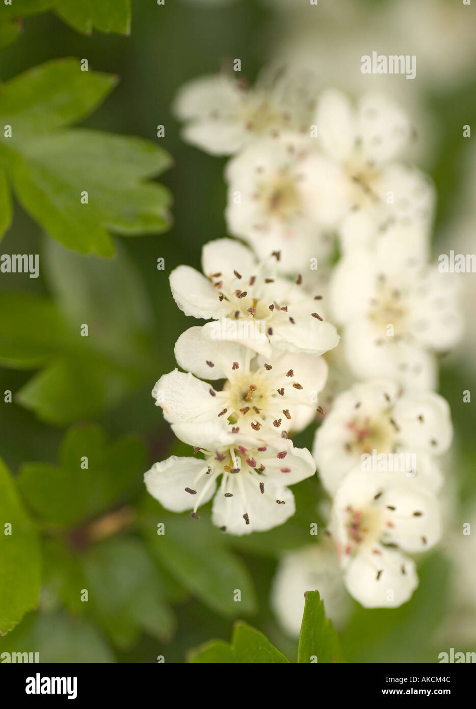 The thorn white hawthorn blossom crataegus arnoldiana hi-res stock ...