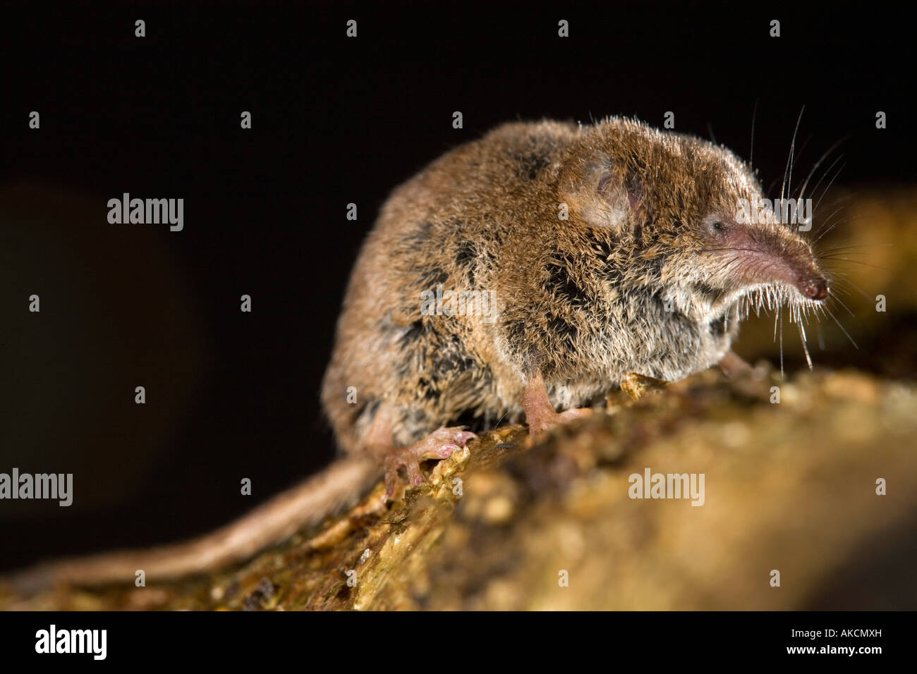 Pygmy shrew hi-res stock photography and images - Alamy