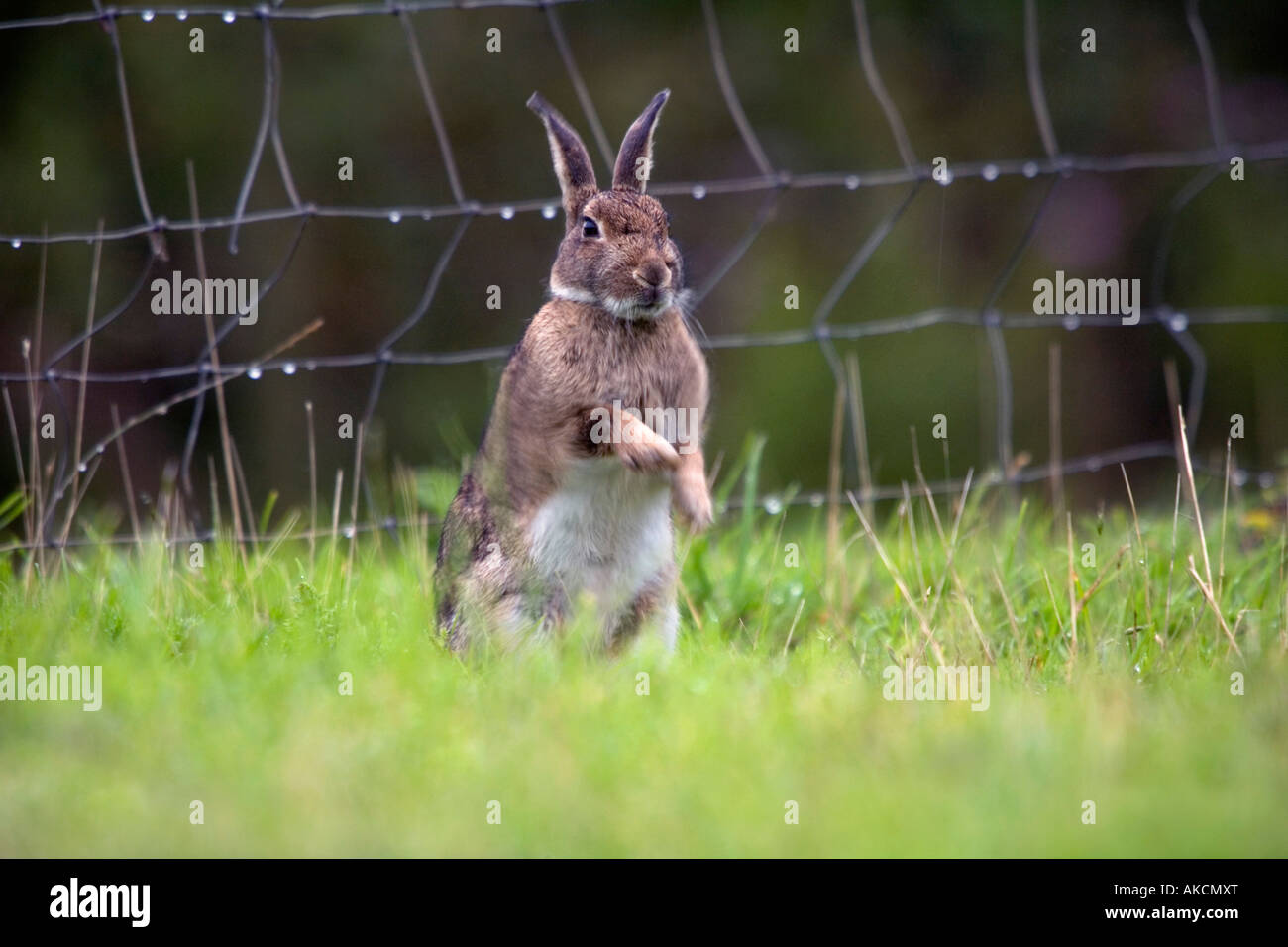 Rabbit standing on hind legs hi-res stock photography and images - Alamy