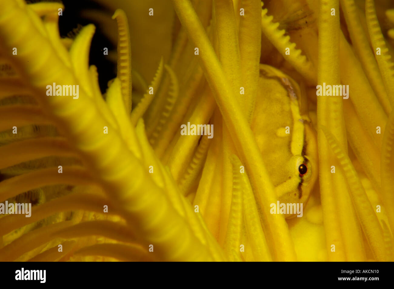 Underwater crinoid feather star hi-res stock photography and images - Alamy