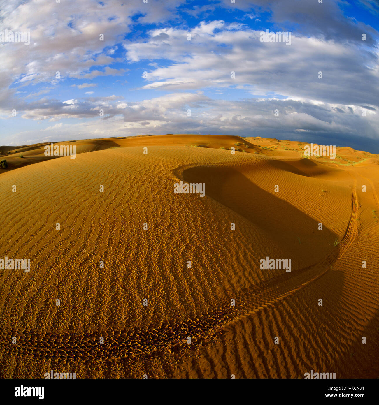 Wind rippled red sand dunes & tyre tracks curving through foreground in ...