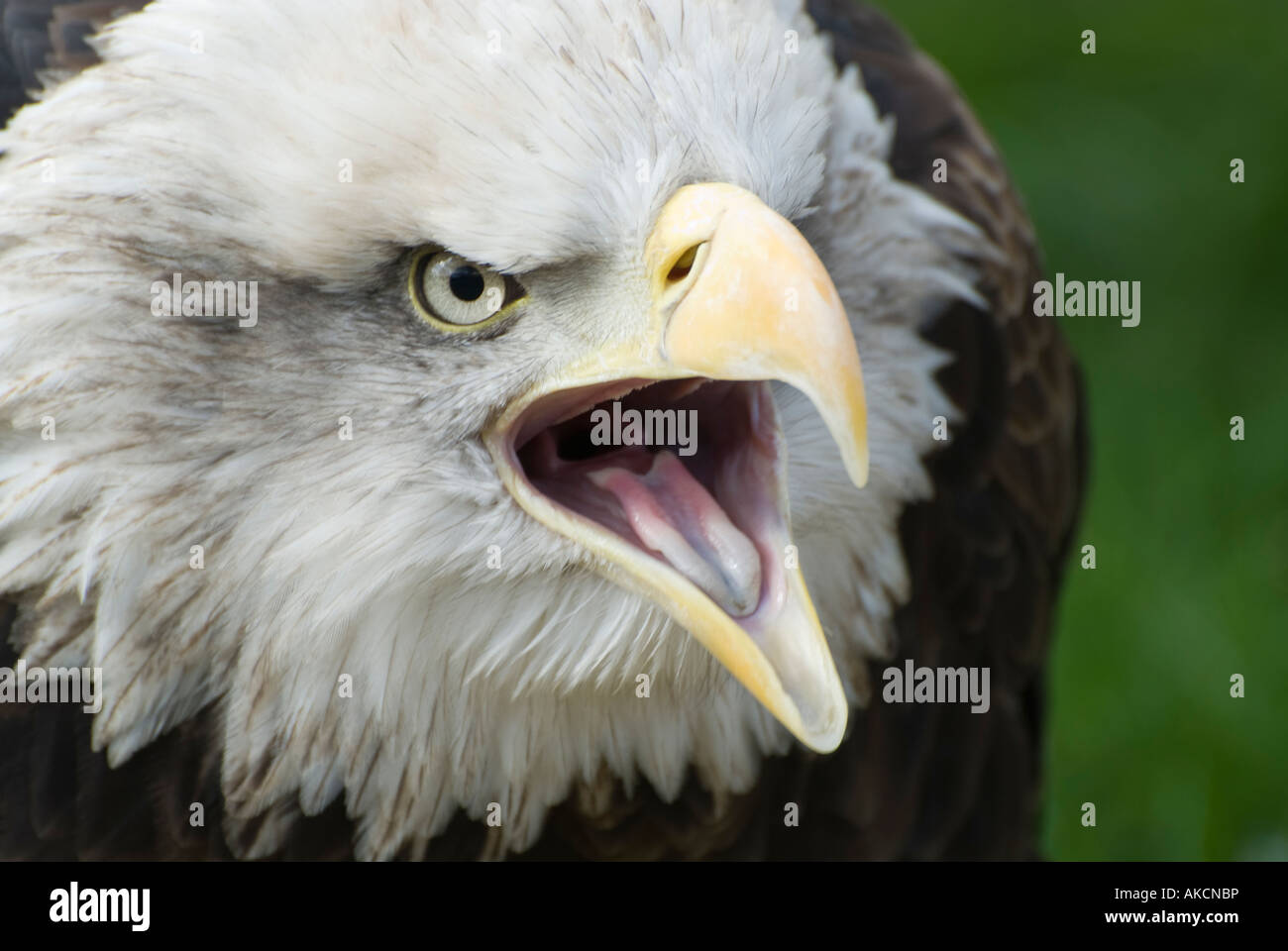 Powerful and aggressive eagle hi-res stock photography and images - Alamy