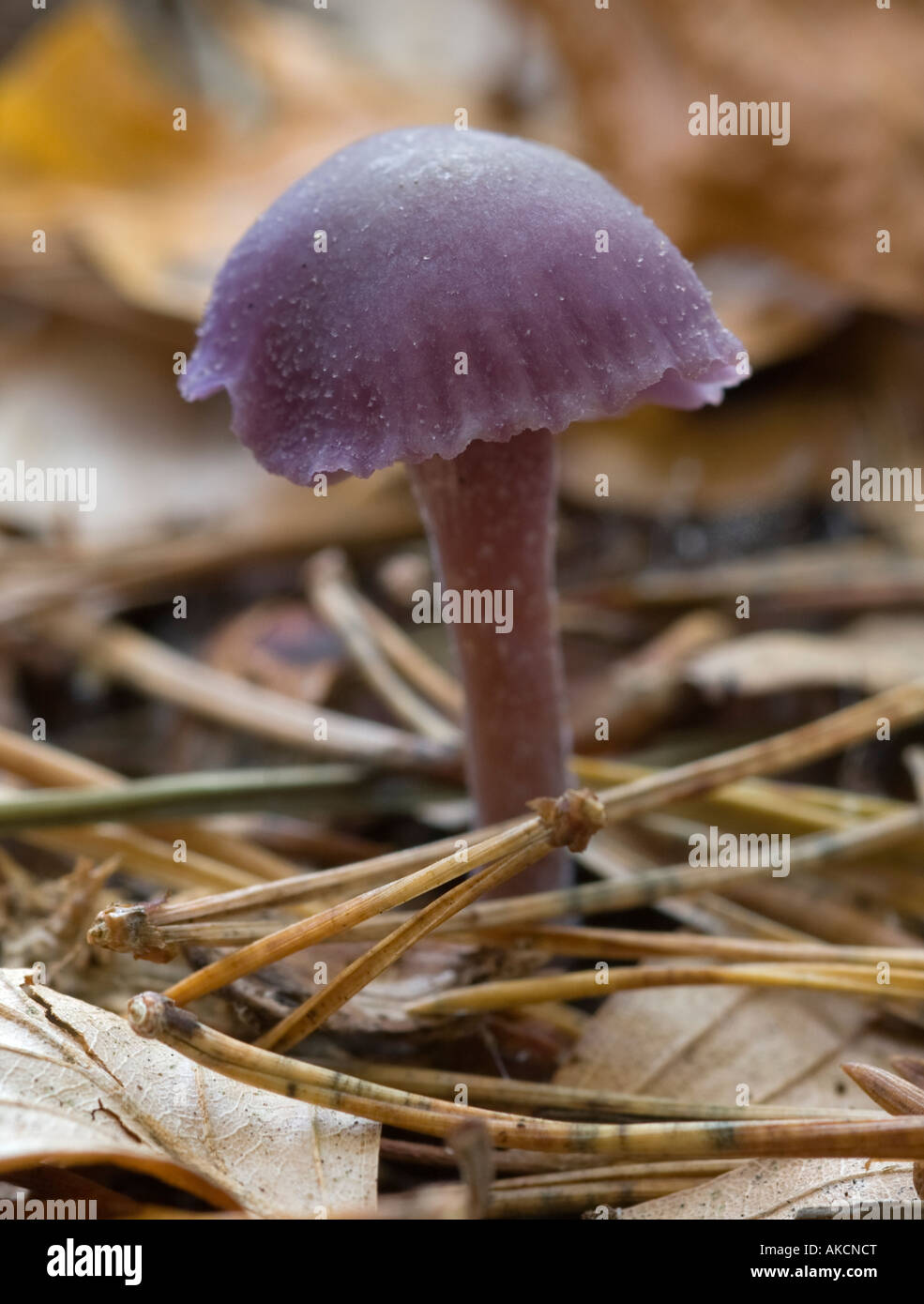Amethyst Deceiver in the New Forest (Laccaria amethysea Stock Photo - Alamy