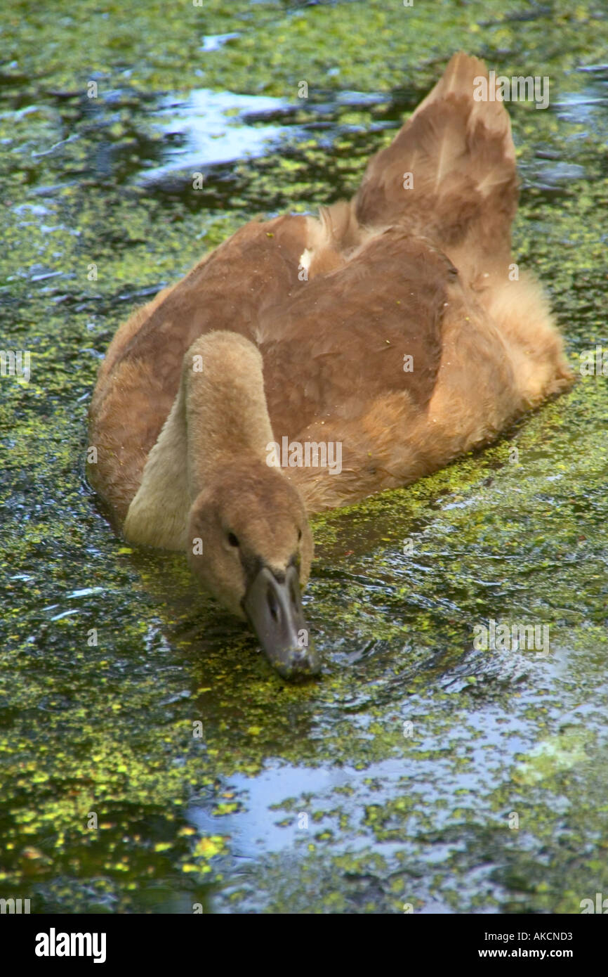 Feeding young swan Stock Photo - Alamy