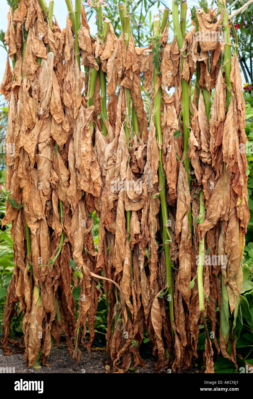 Drying tobacco leaves Stock Photo - Alamy