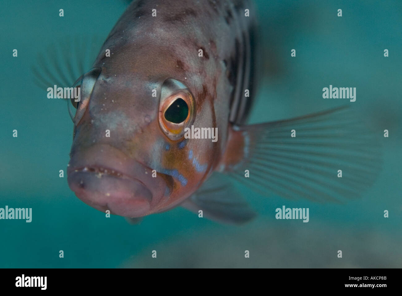 Fish in the ocean Playa Blanca Lanzarote Canary Islands Spain Stock ...