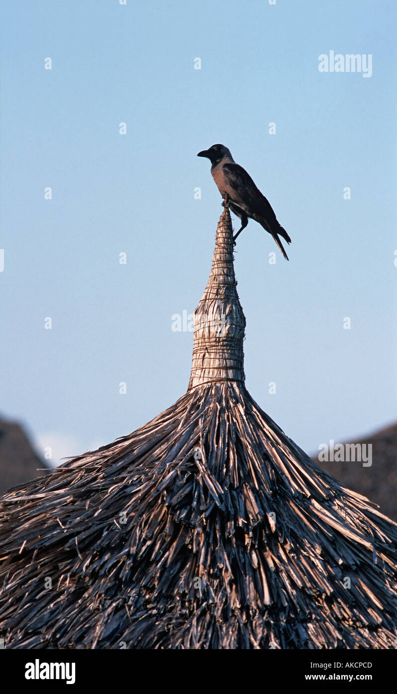 Perched on thatched roof top hi-res stock photography and images - Alamy