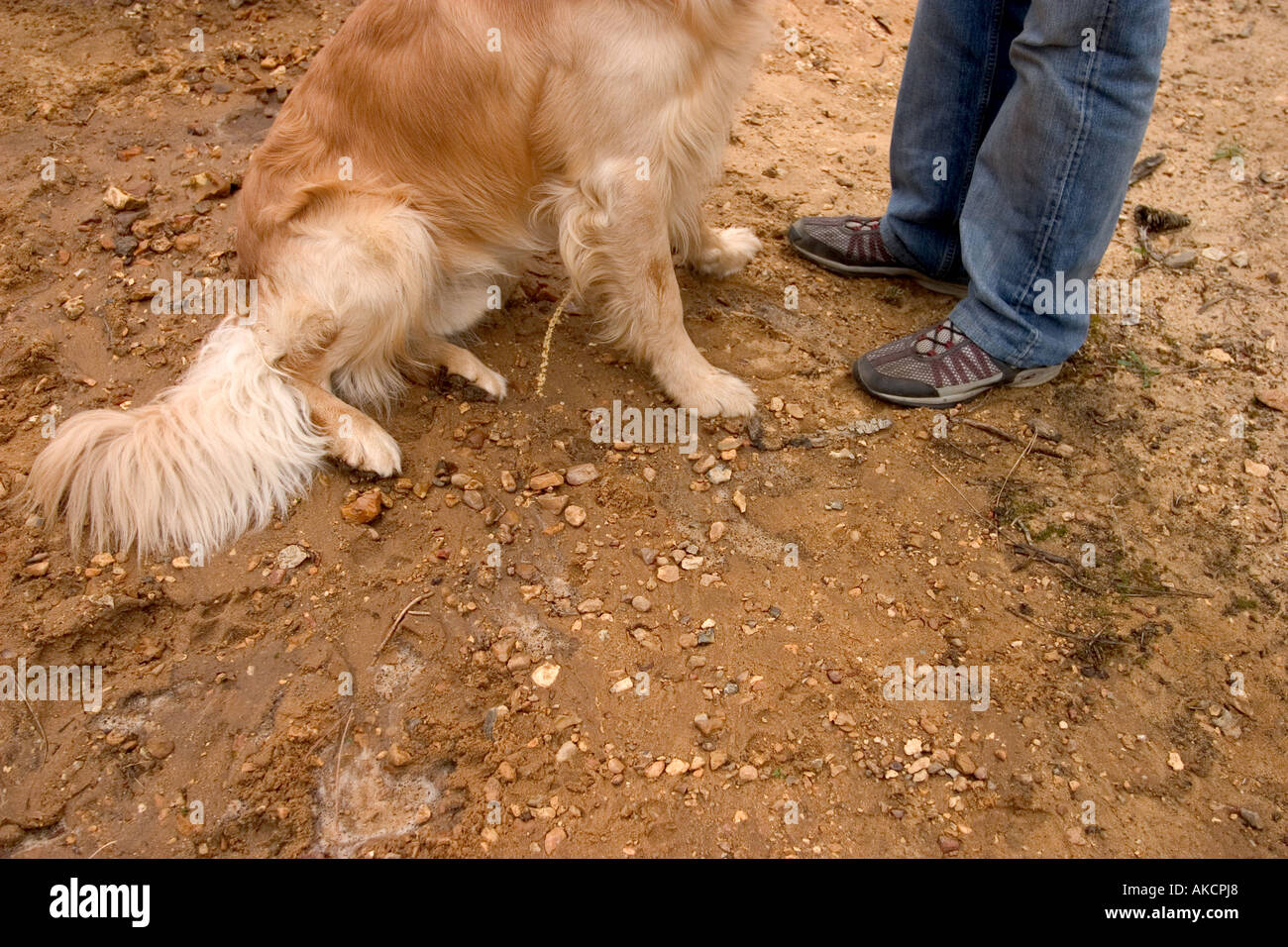 dog and human shoes and foot Stock Photo - Alamy