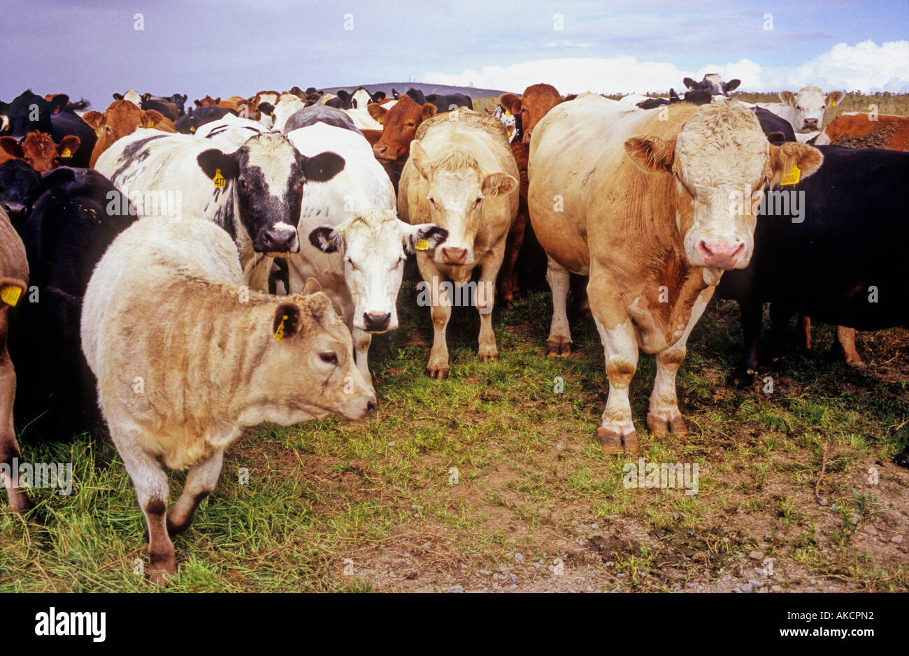 CAVES AND COWS ORKNEY ISLANDS SCOTLAND Stock Photo - Alamy
