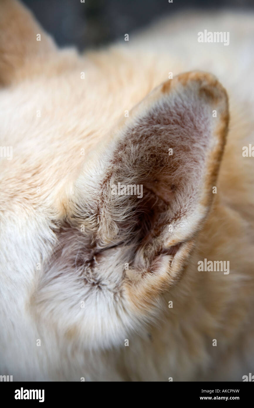 Sensitive ears hi-res stock photography and images - Alamy