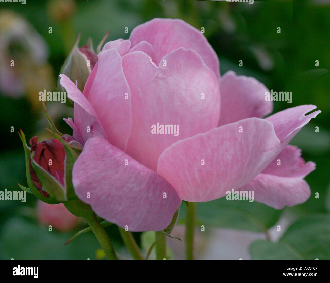 Long stemmed flower bud hi-res stock photography and images - Alamy