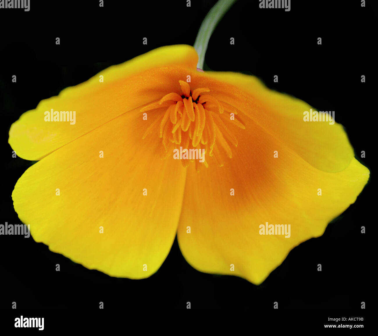 Eschscholzia californica flowering meadow eschscholzia hi-res stock ...
