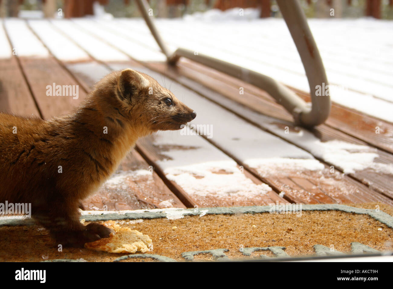 Pine Martin Stock Photos & Pine Martin Stock Images - Alamy