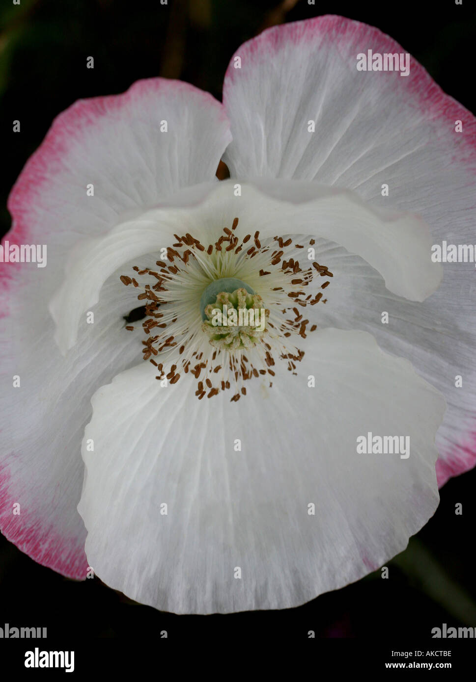 Shot black white poppy hi-res stock photography and images - Alamy