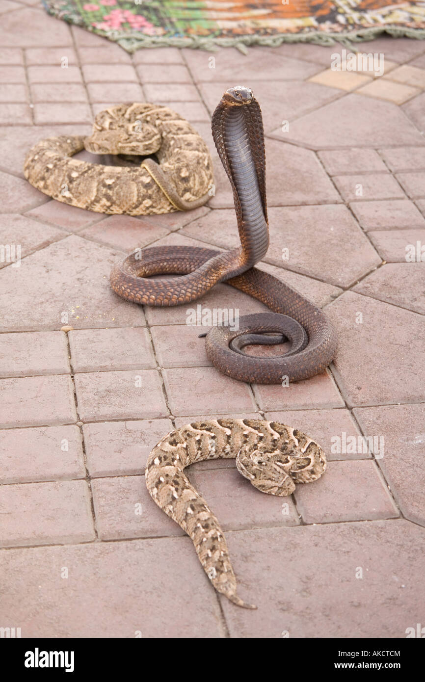 Snakes jemaa el fna square hi-res stock photography and images - Alamy