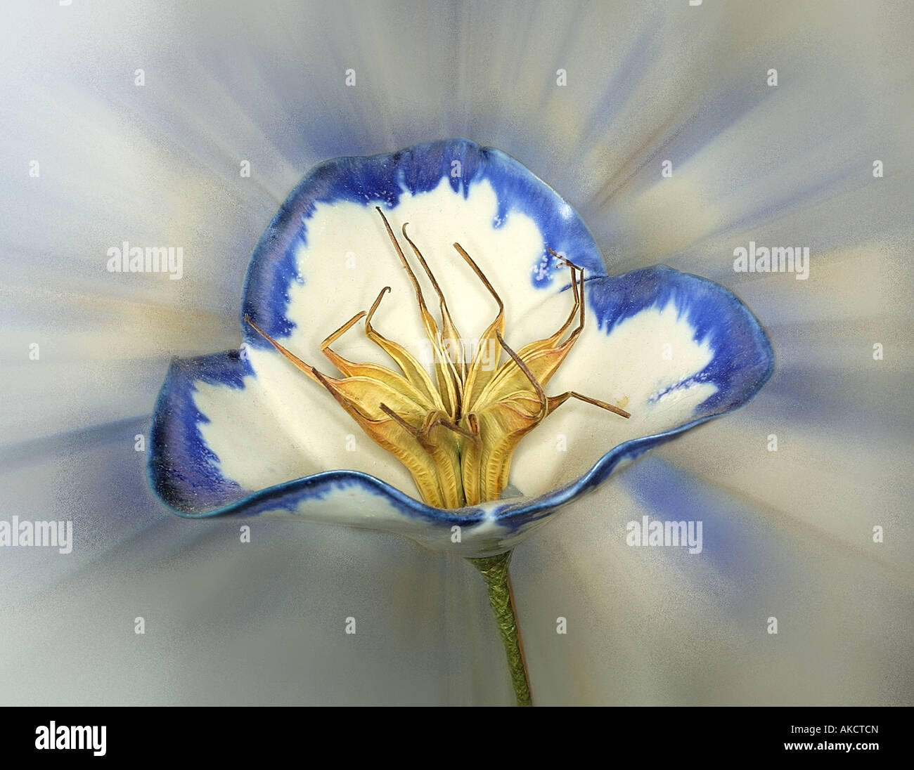 A blue china flower with starburst effect background and golden stamen ...