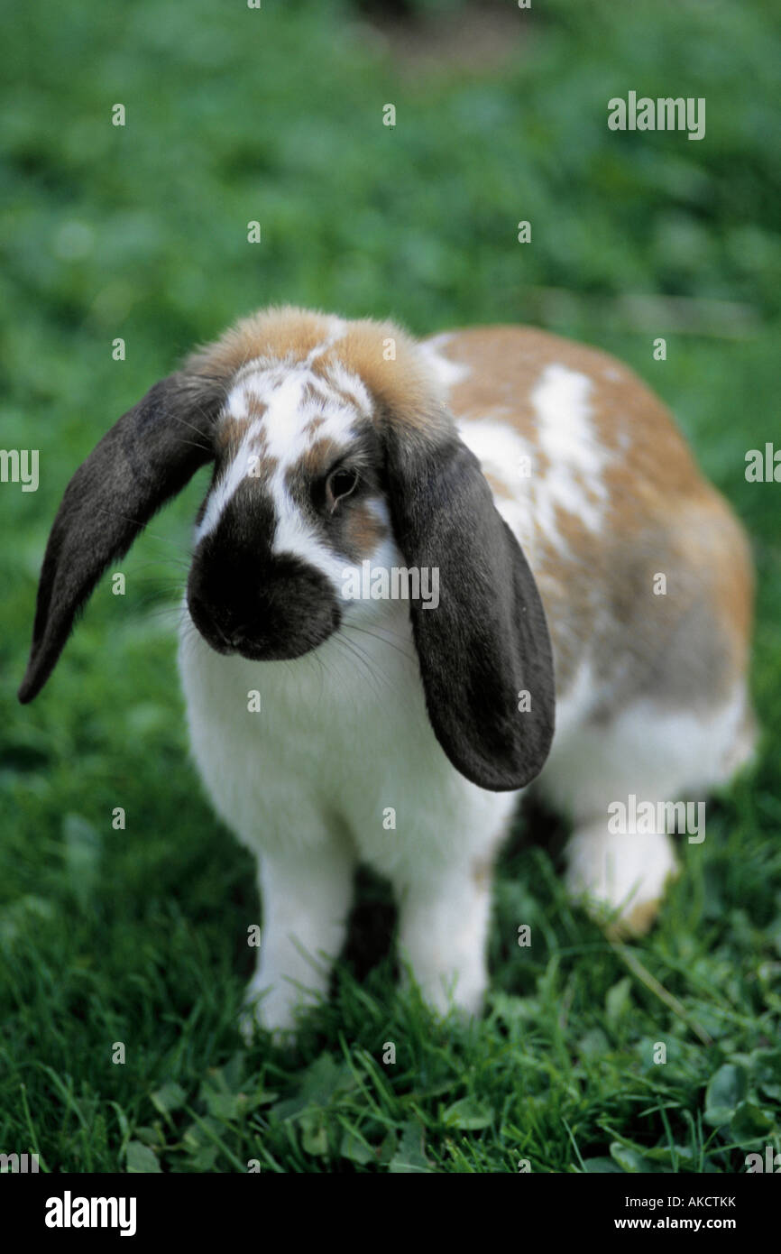 Switzerland Wengen rabbit Stock Photo - Alamy