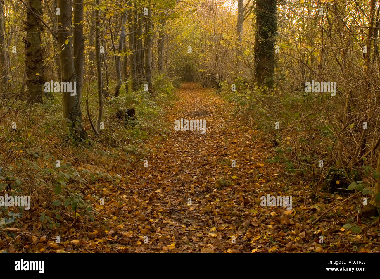 Autumn in suffolk uk hi-res stock photography and images - Alamy
