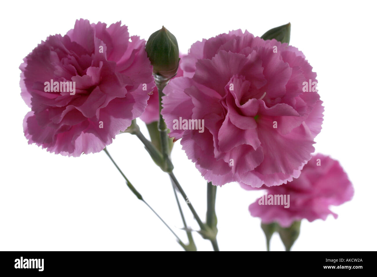 Dianthus passion hi-res stock photography and images - Alamy