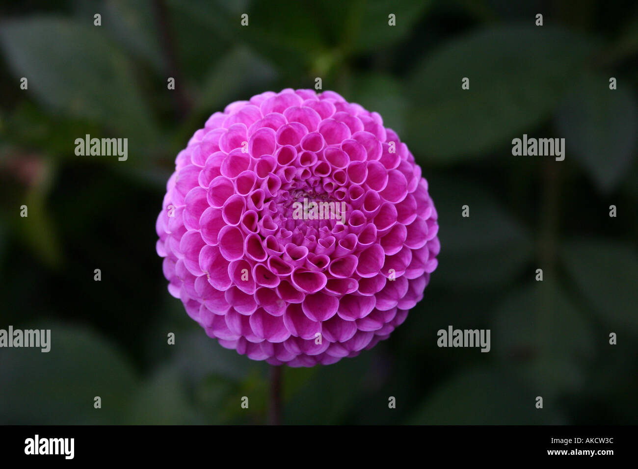 Round dahlia hi-res stock photography and images - Alamy