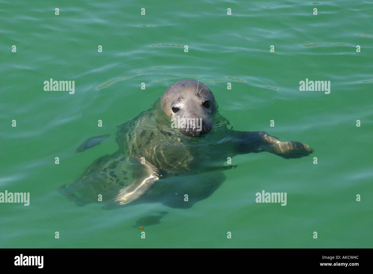 St ives seal hi-res stock photography and images - Alamy