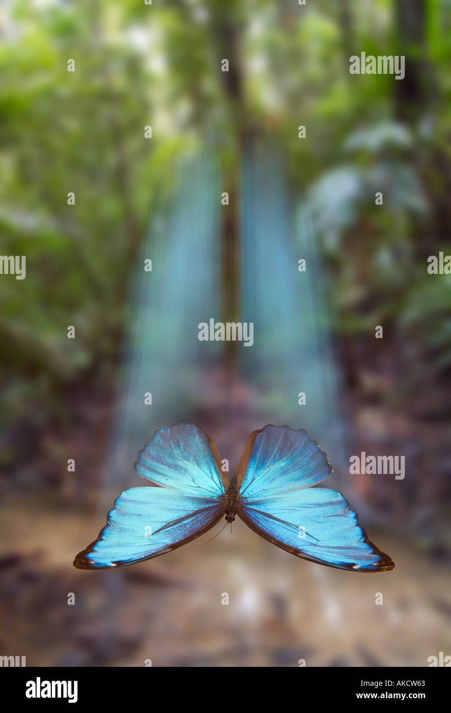 BLUE MORPHO BUTTERFLY Morpho sp Tropical Rainforests of South America ...
