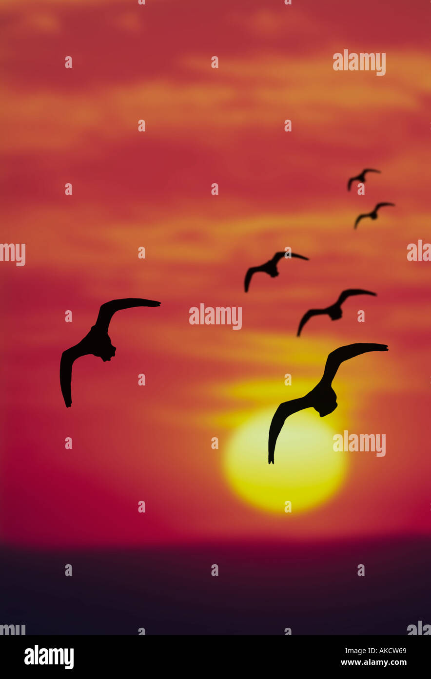 Flying in v formation hi-res stock photography and images - Alamy