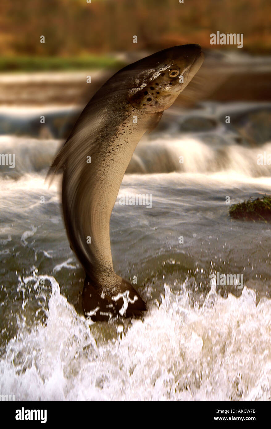 ATLANTIC SALMON leaping Salmo salar British freshwater fish Stock Photo ...