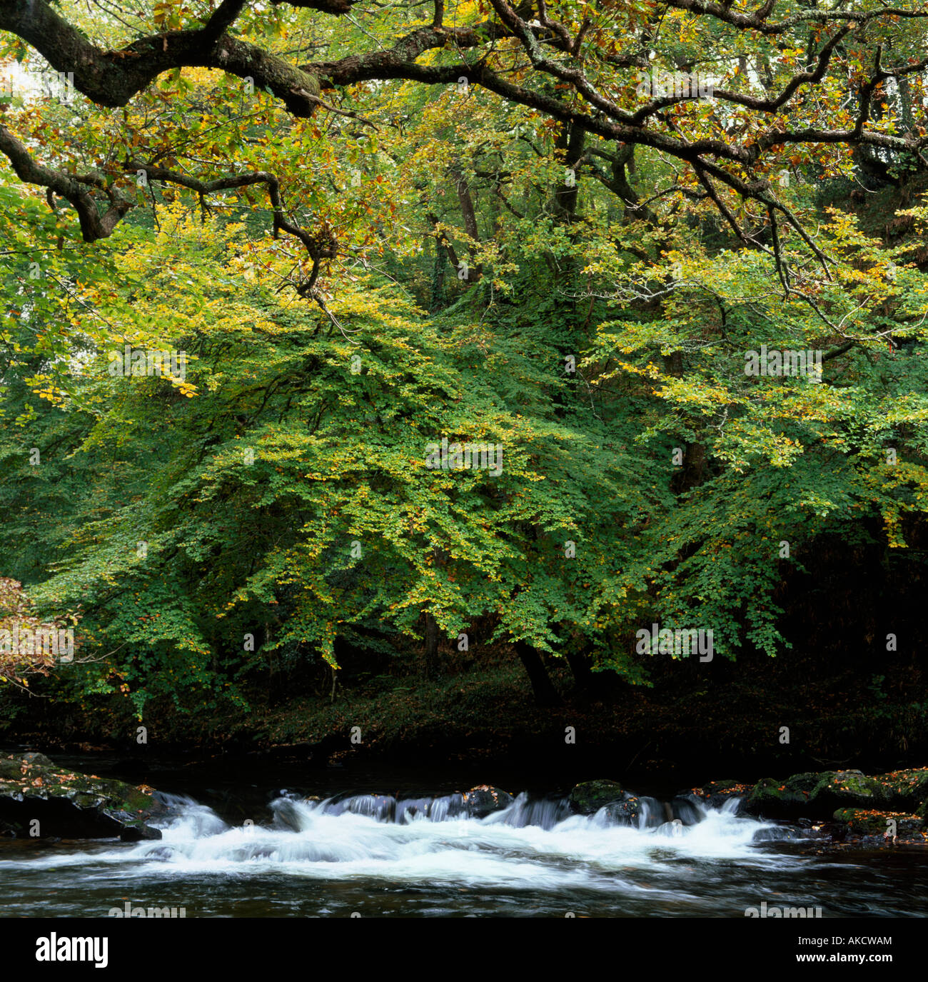 Overhanging branches of trees hi-res stock photography and images - Alamy