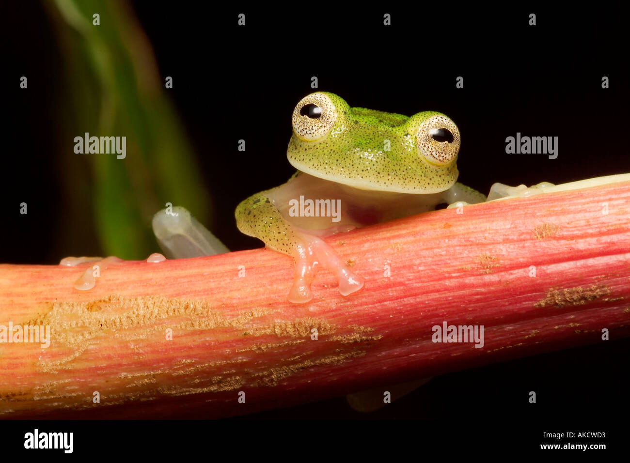 GLASS FROG Hyalinobatrachium sp (newly discovered species) Lago Preto ...