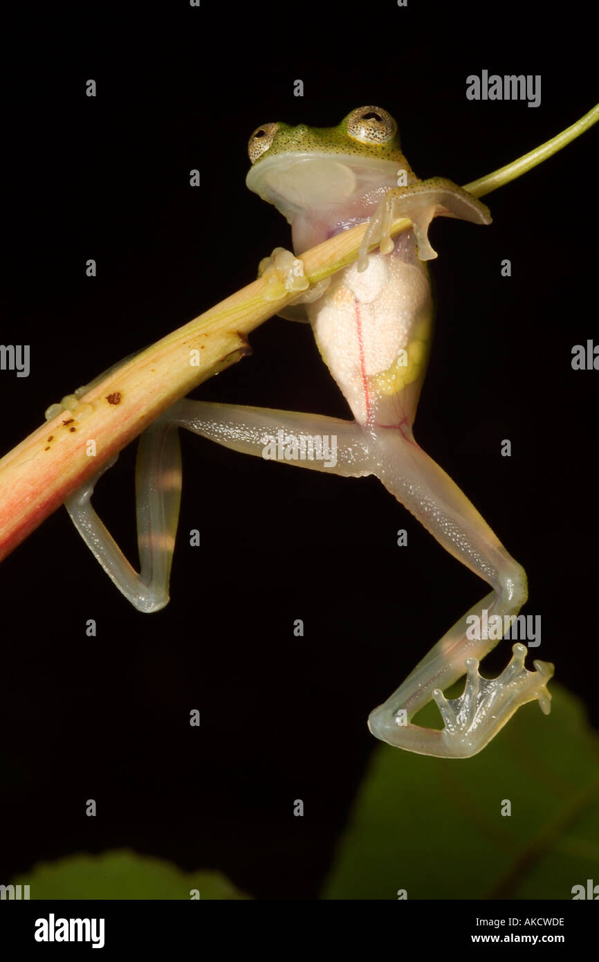 Glass Frog Tadpole