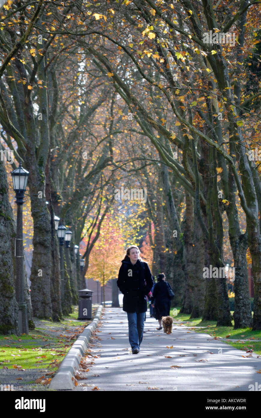 Walking amongst the trees Stock Photo - Alamy
