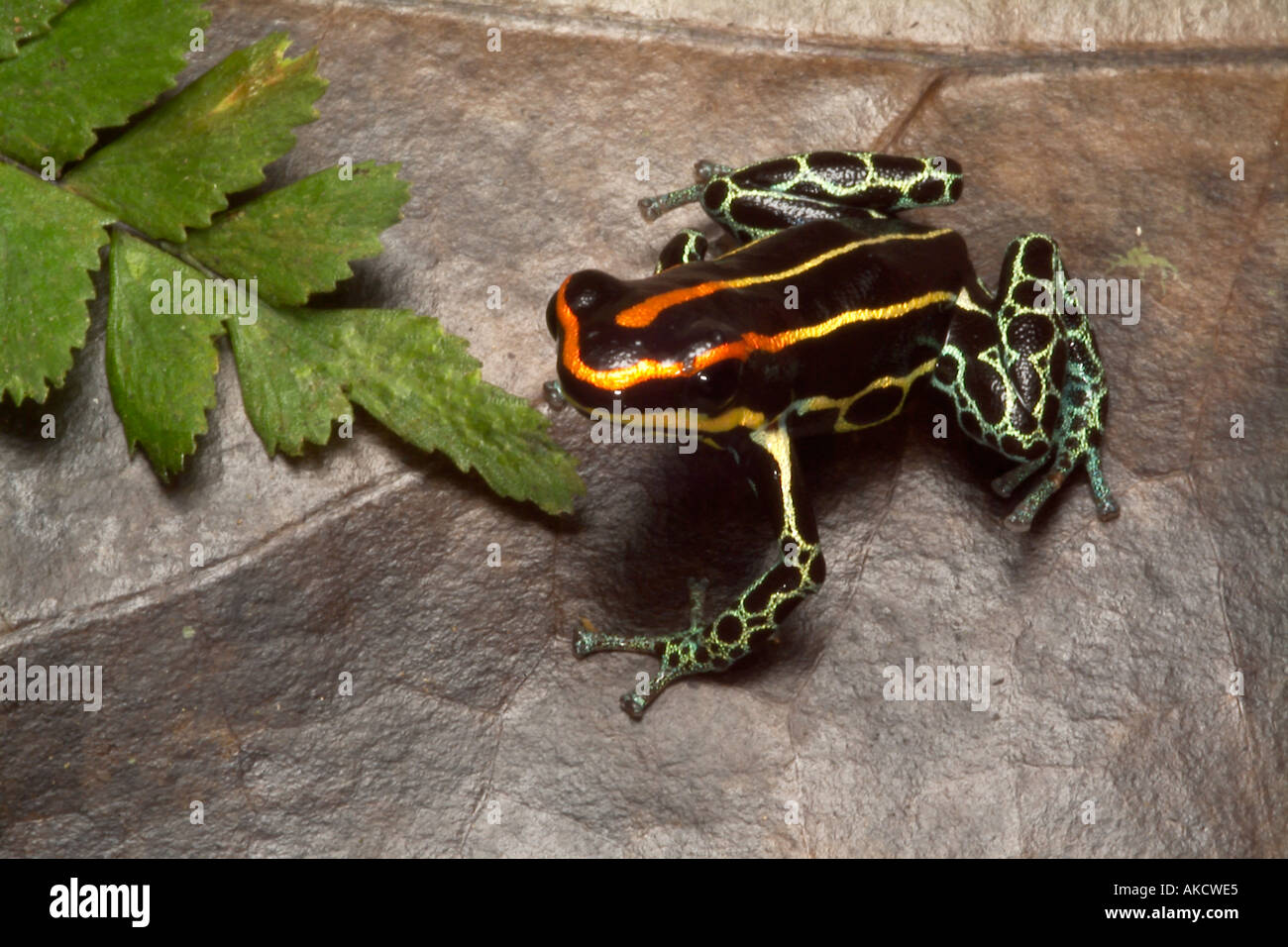POISON DART FROG Dendrobates duellmani Lago Preto Conservation ...
