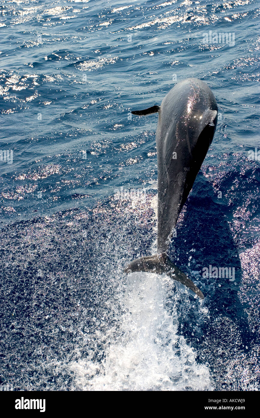 dolphin jumping out of water Stock Photo - Alamy