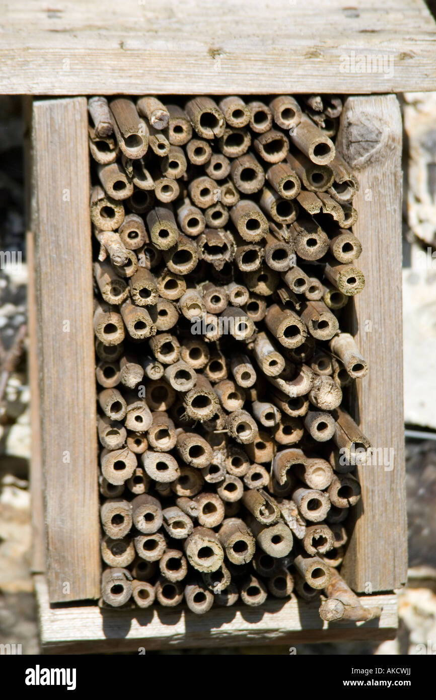 Box bug hi-res stock photography and images - Alamy