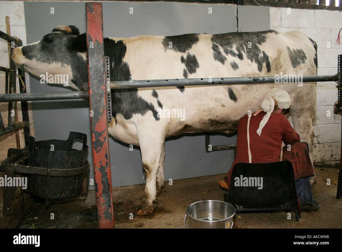 Sitting dairy product people working life food milk animals sat hi-res ...