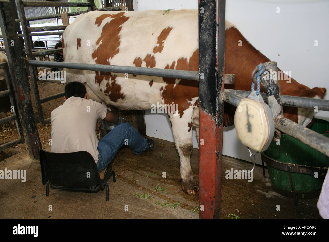 Sitting dairy product people working life food milk animals sat hi-res ...