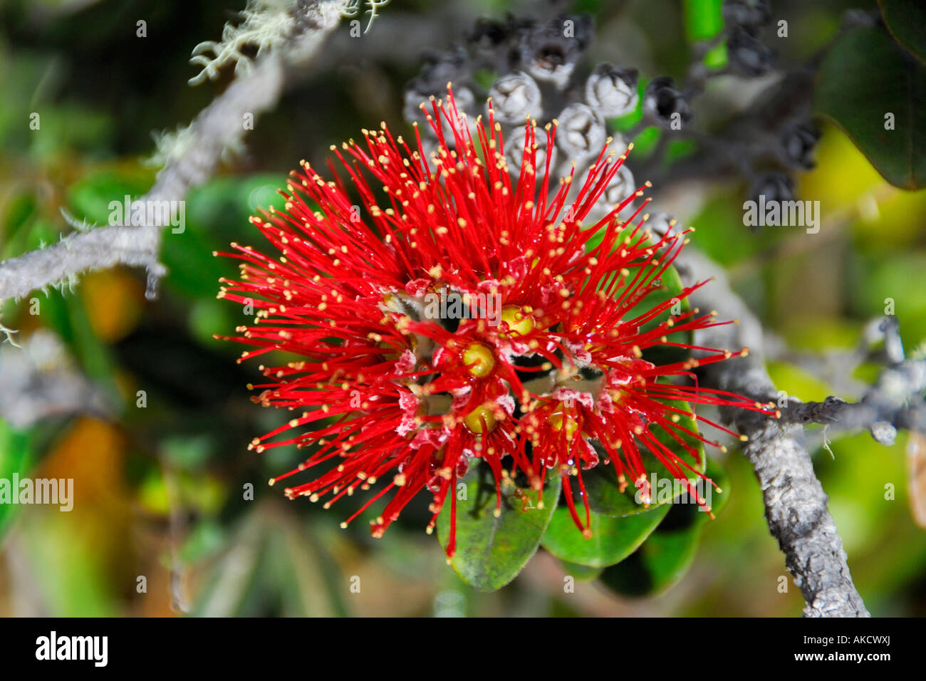 Tree flower near the steam vents on the ridge of Kilauea Caldera Hawaii ...