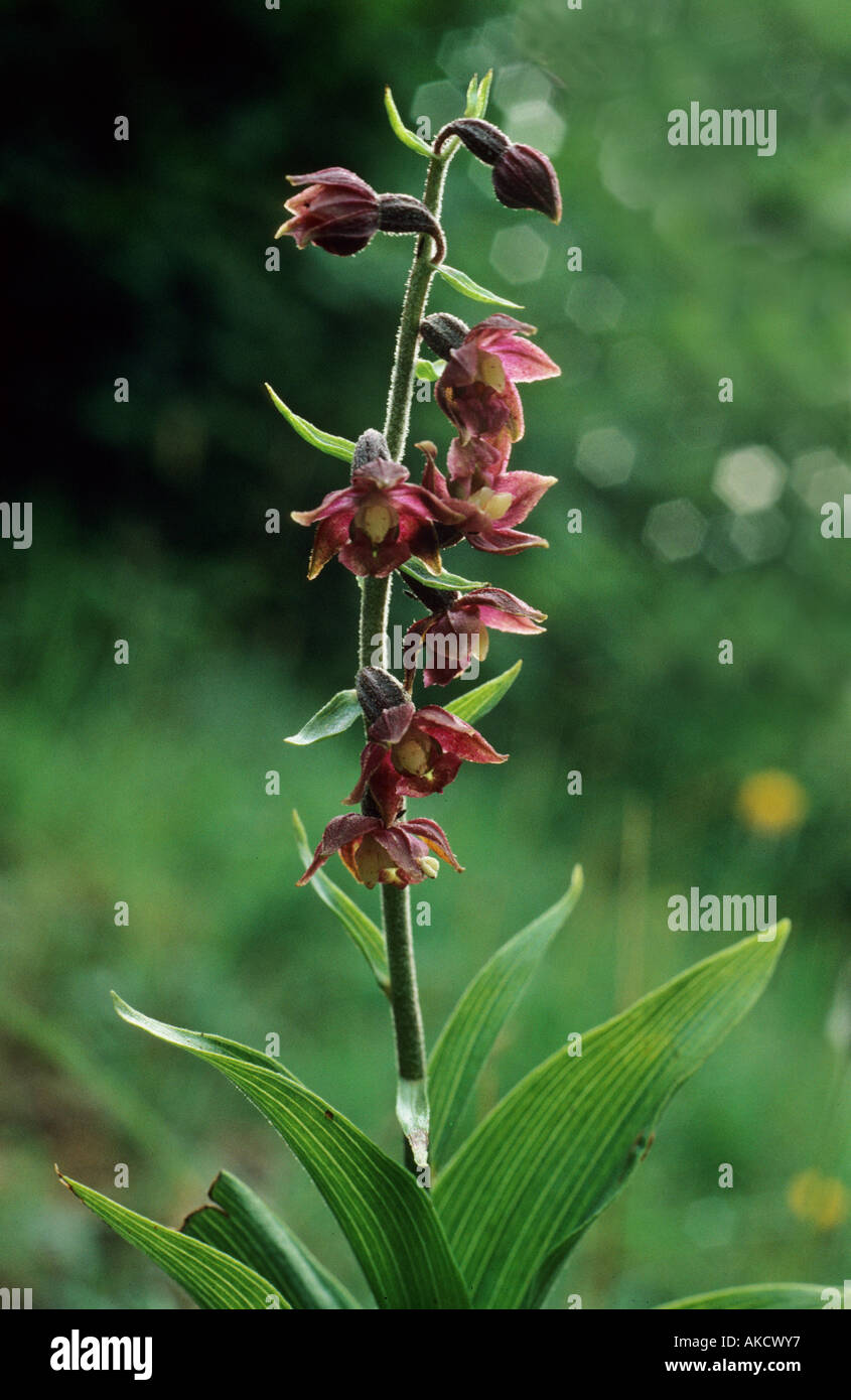 The dark red helleborine hi-res stock photography and images - Alamy