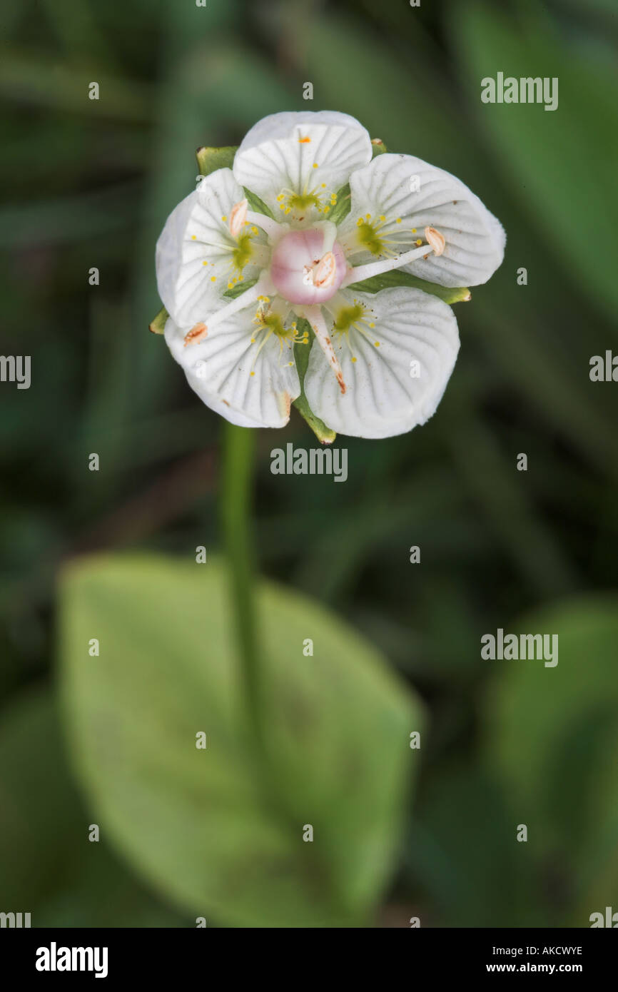 Grass of Parnassus Parnassia palustris detail of flower structure Stock ...
