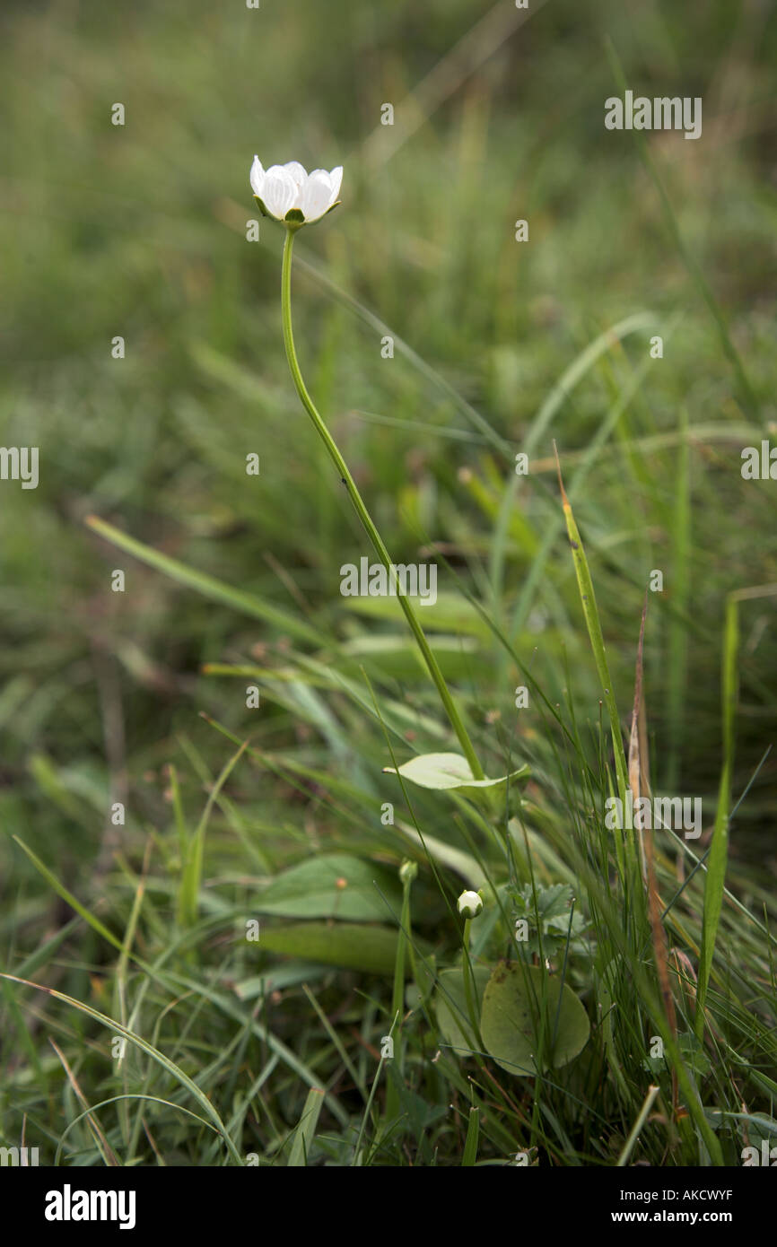 Parnassus grass hi-res stock photography and images - Alamy