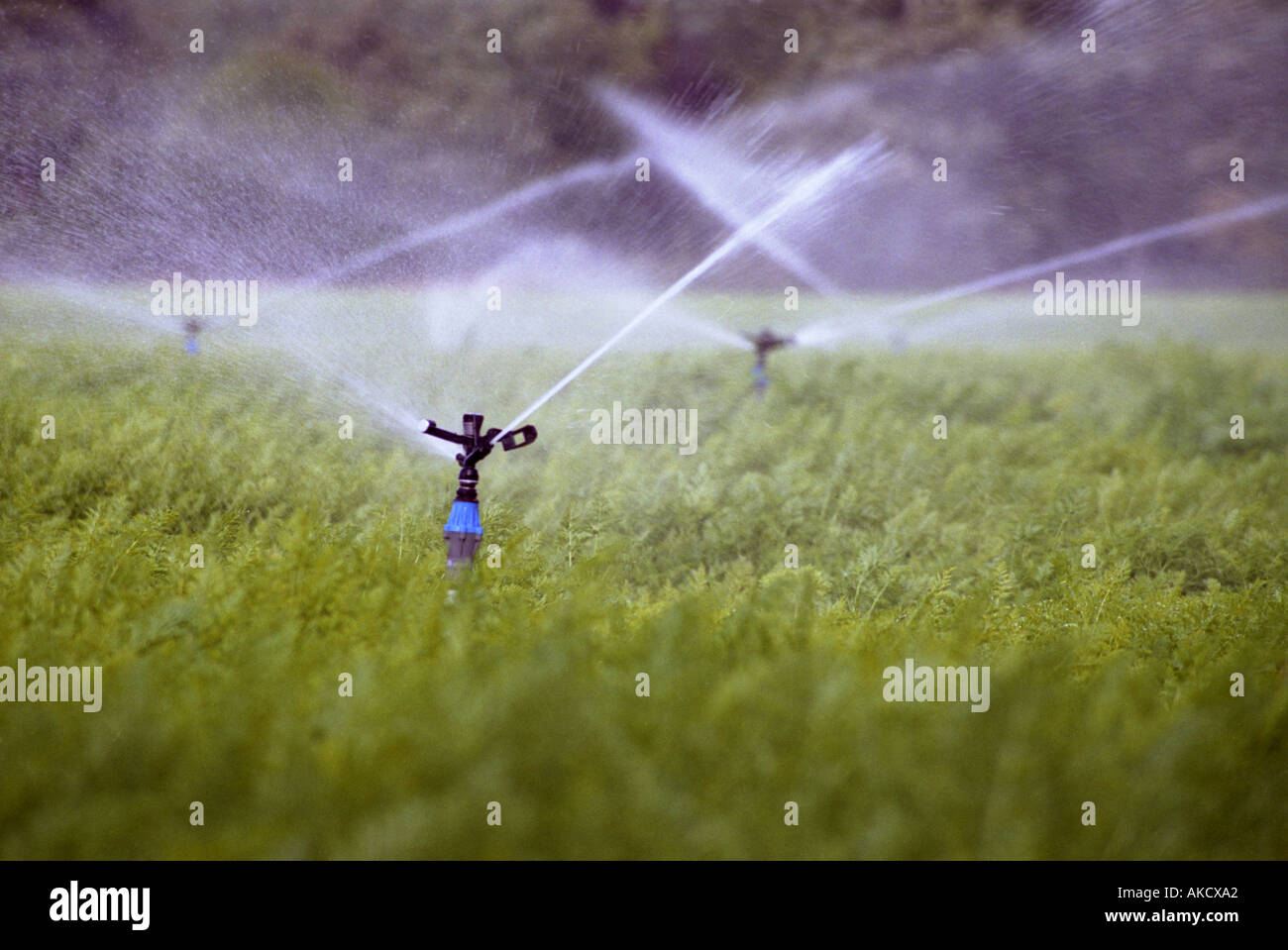 Sprinkler Crop Irrigation Stock Photos & Sprinkler Crop Irrigation ...