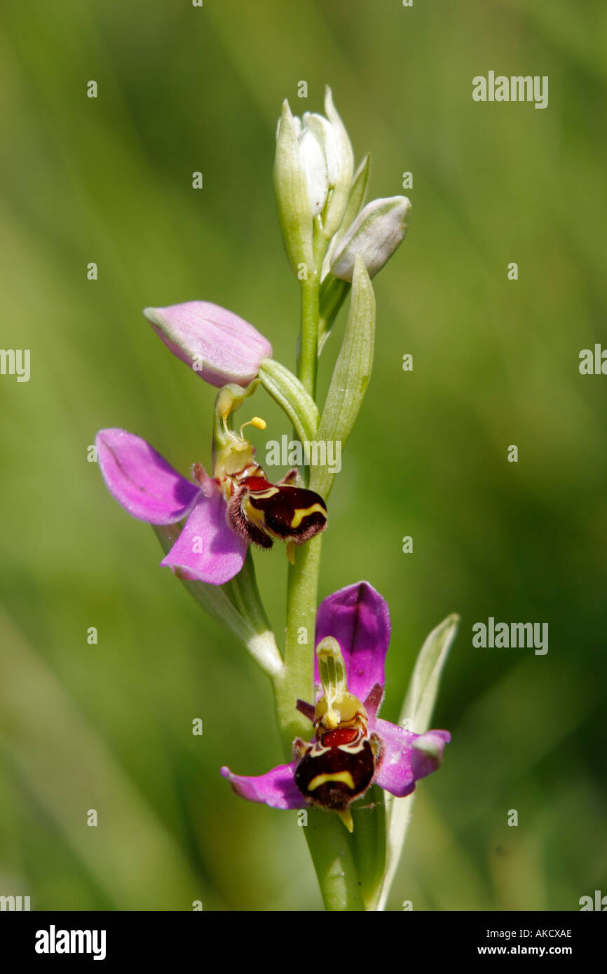 BEE ORCHID Ophrys apifera Stock Photo - Alamy