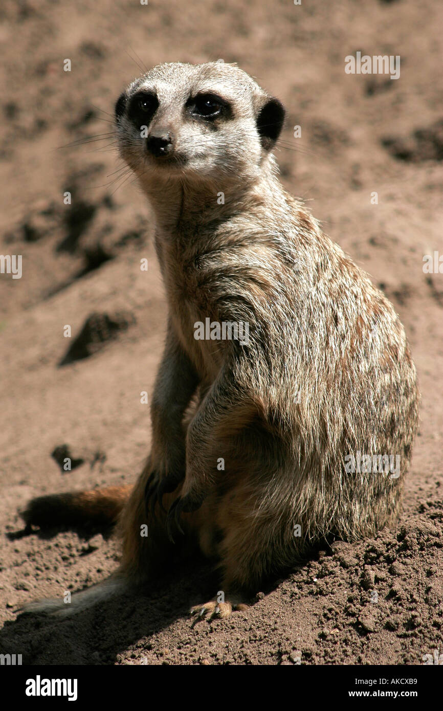 Merecat at Chester zoo Stock Photo - Alamy